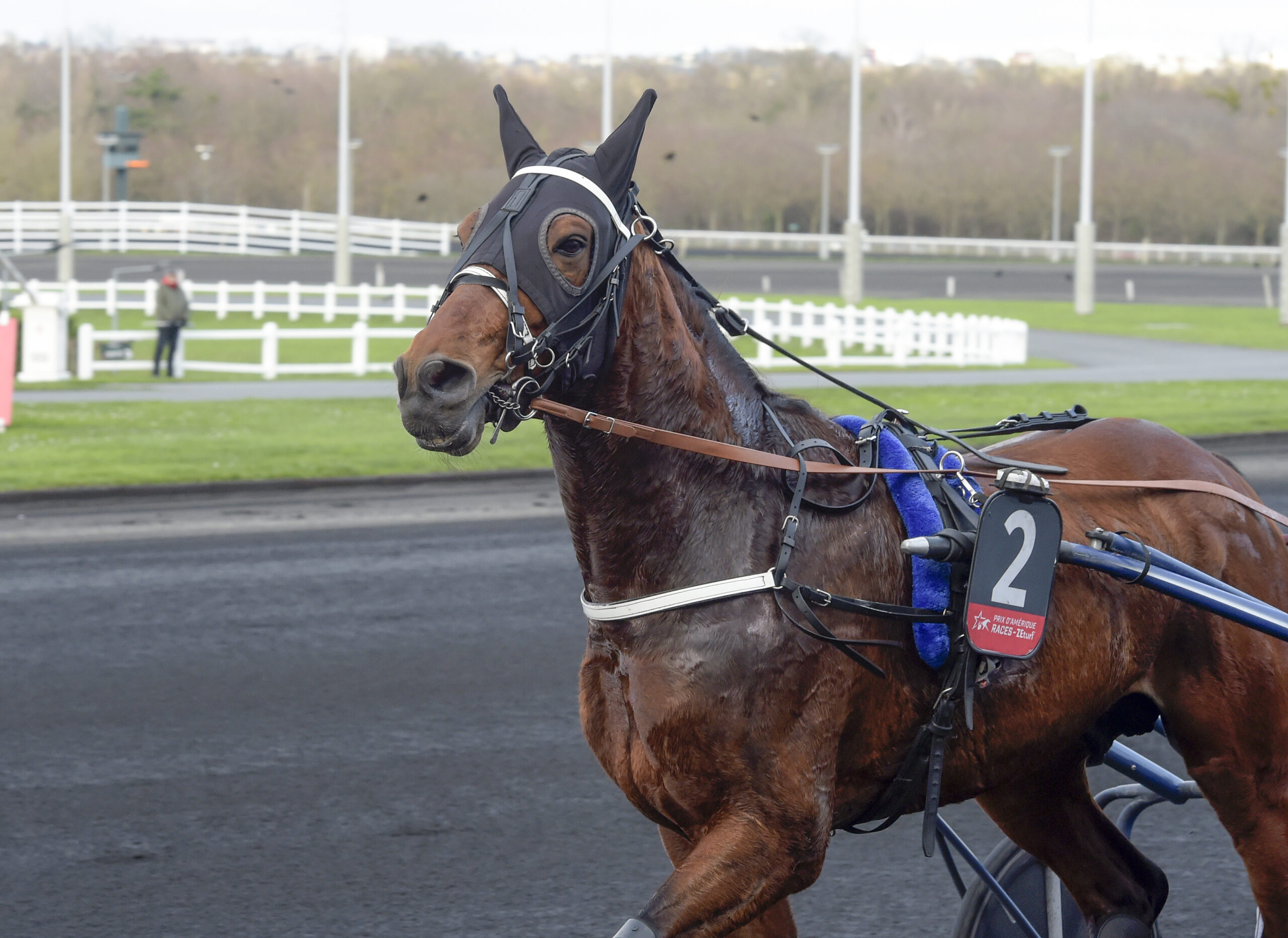 Inget Prix d'Amerique för Horsy Dream - Kanal 75