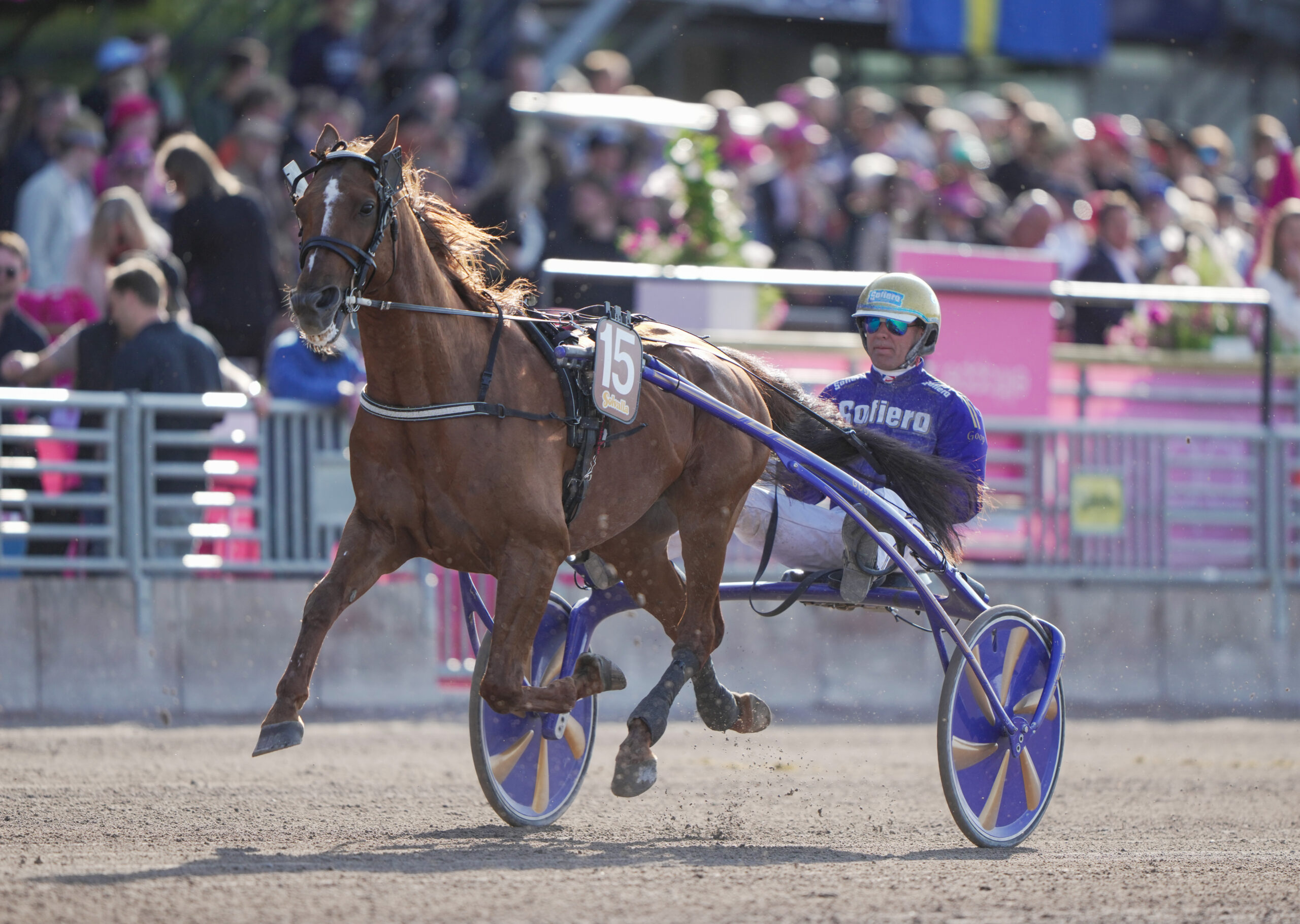 V75®: Segergest när Moni Viking vann Klosterskogen Grand Prix - Kanal 75